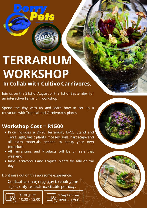 Terrariums Tagged "Tropical" - Dorry Pets