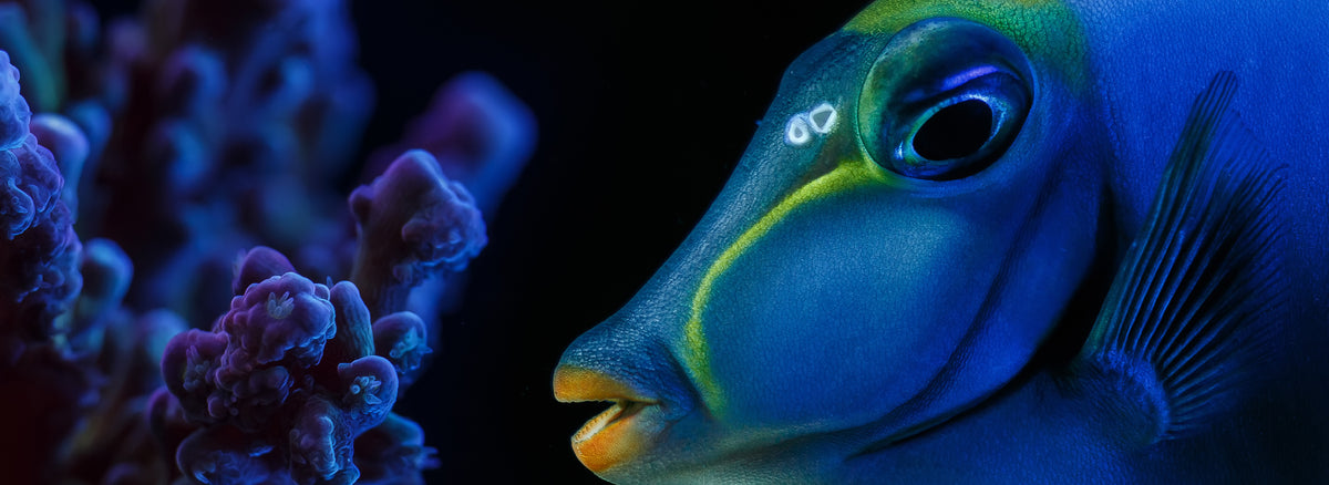 Collections - Dorry Pets