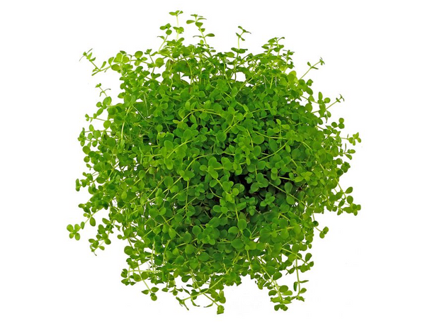 Epic Aquatics Micranthemum sp 'monte carlo' - Dorry Pets