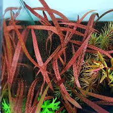 Tropical Tagged "livestock" - Dorry Pets