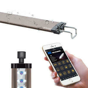 Tropical - Dorry Pets