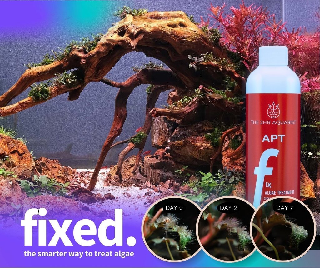 Tropical Page 2 - Dorry Pets